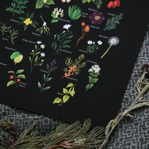 A Witcher Herbal - Art Print - Selected Plants Inspired by the Witcher ...