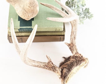 Deer Antler Shelf - Etsy