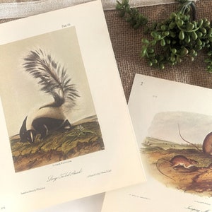 Skunks Mouse Animal Prints Audubon Bookplates Vintage Artwork Botanical ...