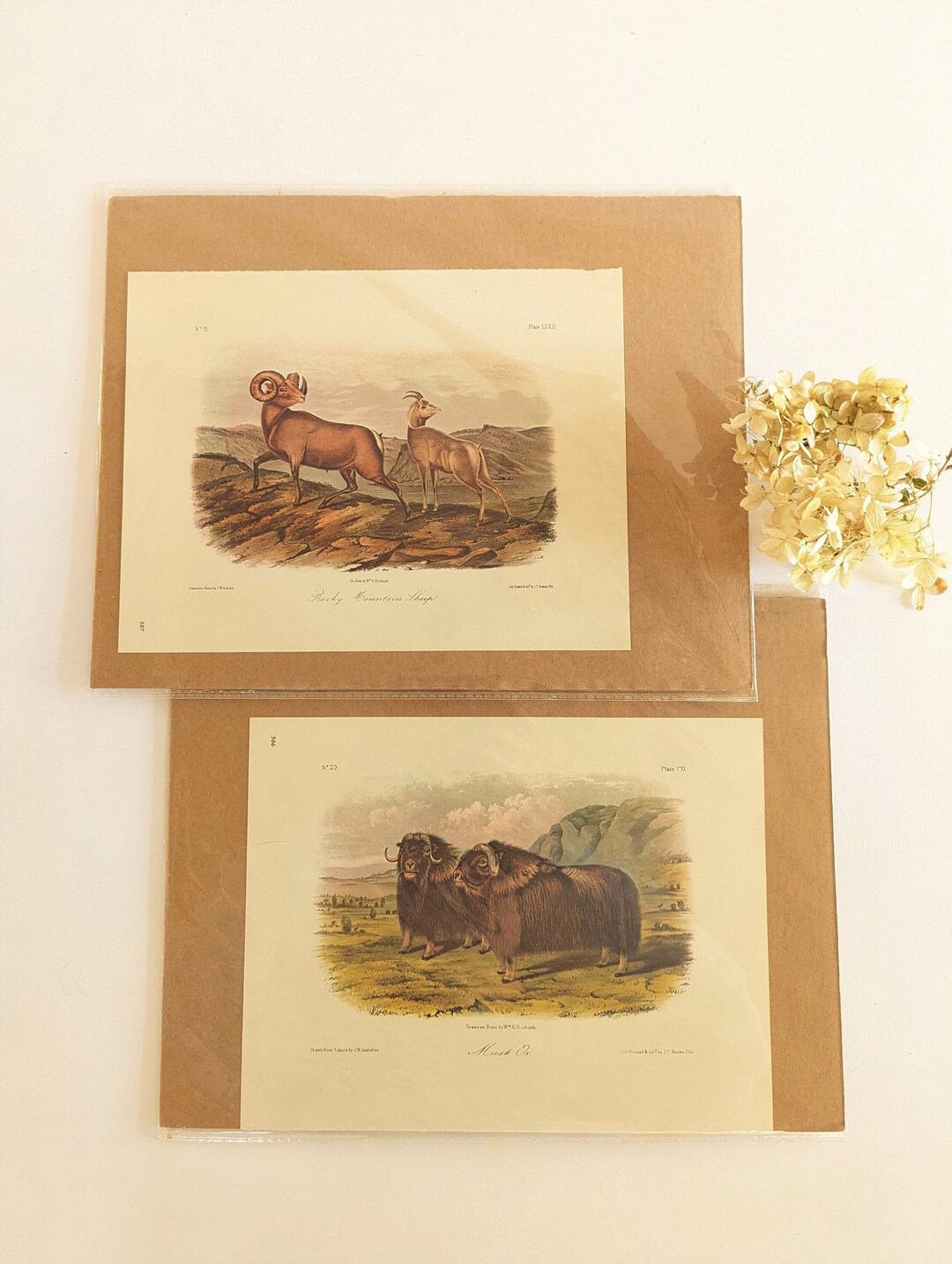 Rocky Mountain Sheep & Musk Ox Print Audubon Artwork Brown Fern Green ...