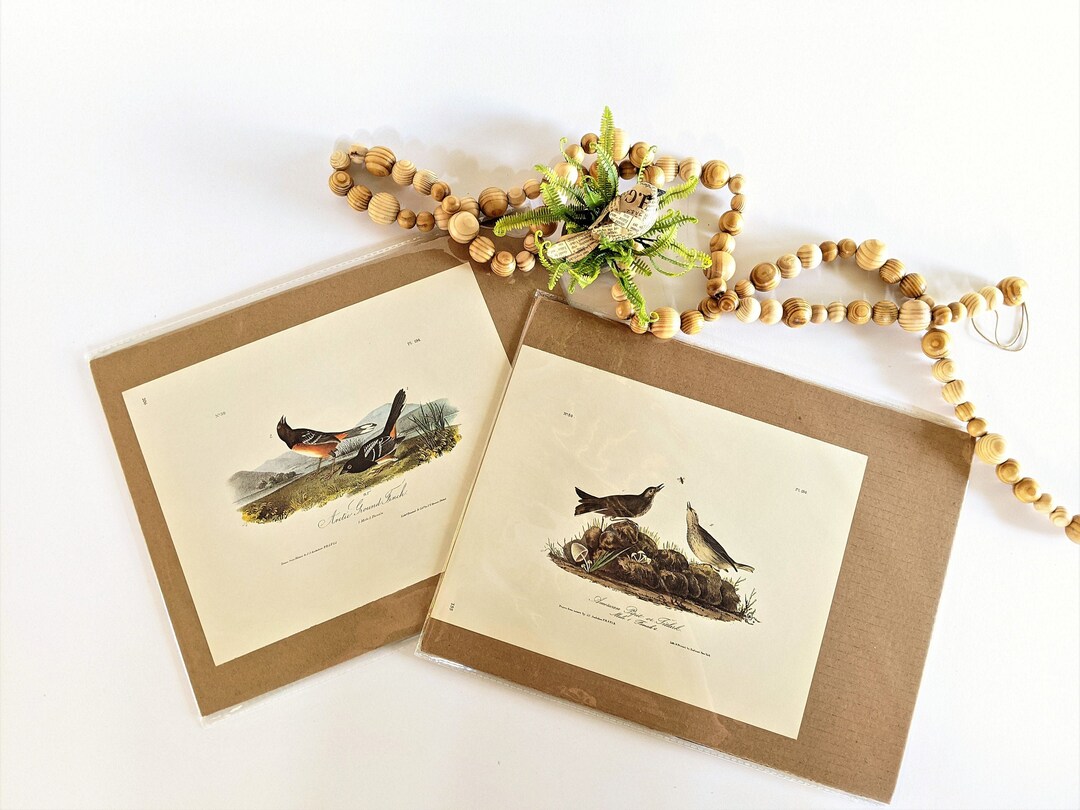 Bird Audubon Prints Titlark and Finch Birds Artwork Botanical - Etsy