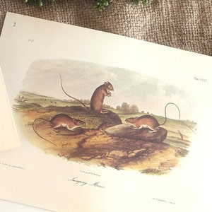 Skunks Mouse Animal Prints Audubon Bookplates Vintage Artwork Botanical ...