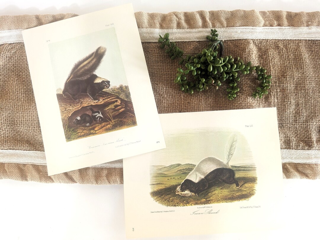 Skunks Mouse Animal Prints Audubon Bookplates Vintage Artwork Botanical ...