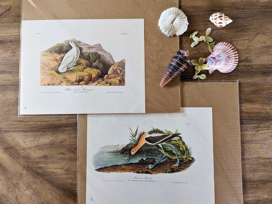 Coastal Landscape Birds Audubon Prints Vintage Bird Artwork Print ...