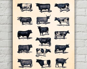 Cattle Breeds Poster - Etsy