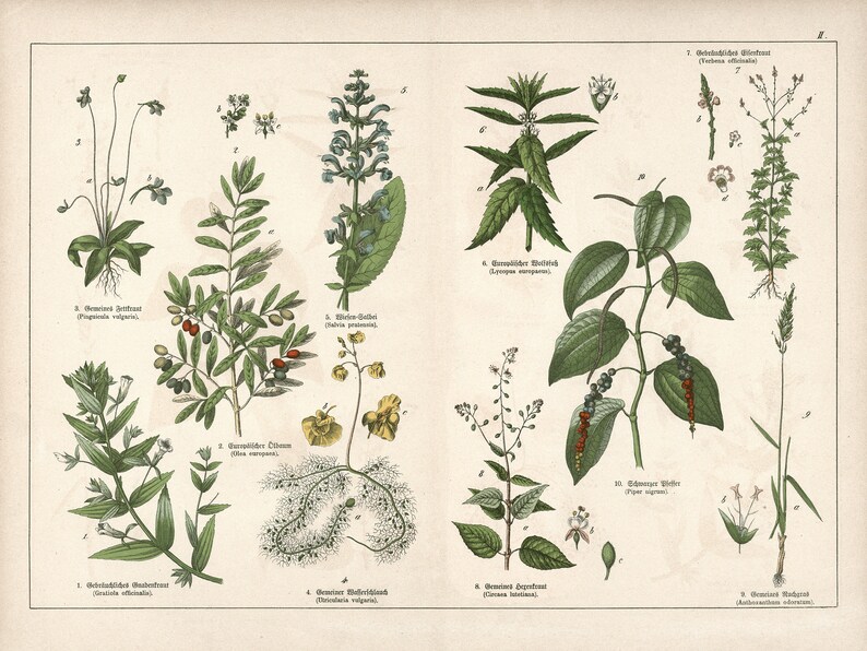 Extra Large 1887 Botanical Plate #2 Reprint - Vintage Botanical Olive ...