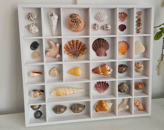 Seashell Shadow Box, Seashell Display, Wood Shelf Seashell Display ...