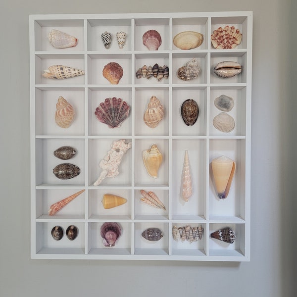 Seashell Display Box - Etsy
