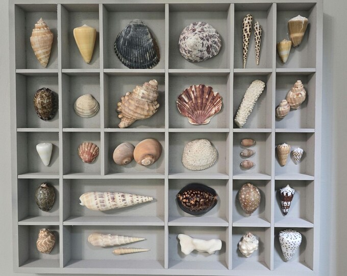 Sea Shell Shadow Box With Shells Included, Shells Glued In, Lovely ...