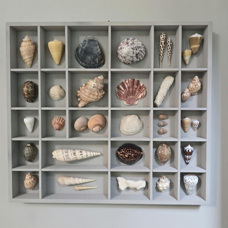 Sea Shell Display - Etsy