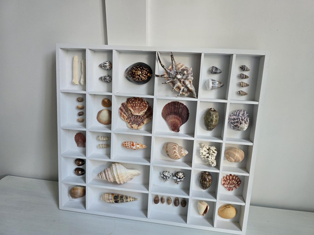 Sea Shell Shadow Box With Shells Included, Shells Glued In, Lovely ...
