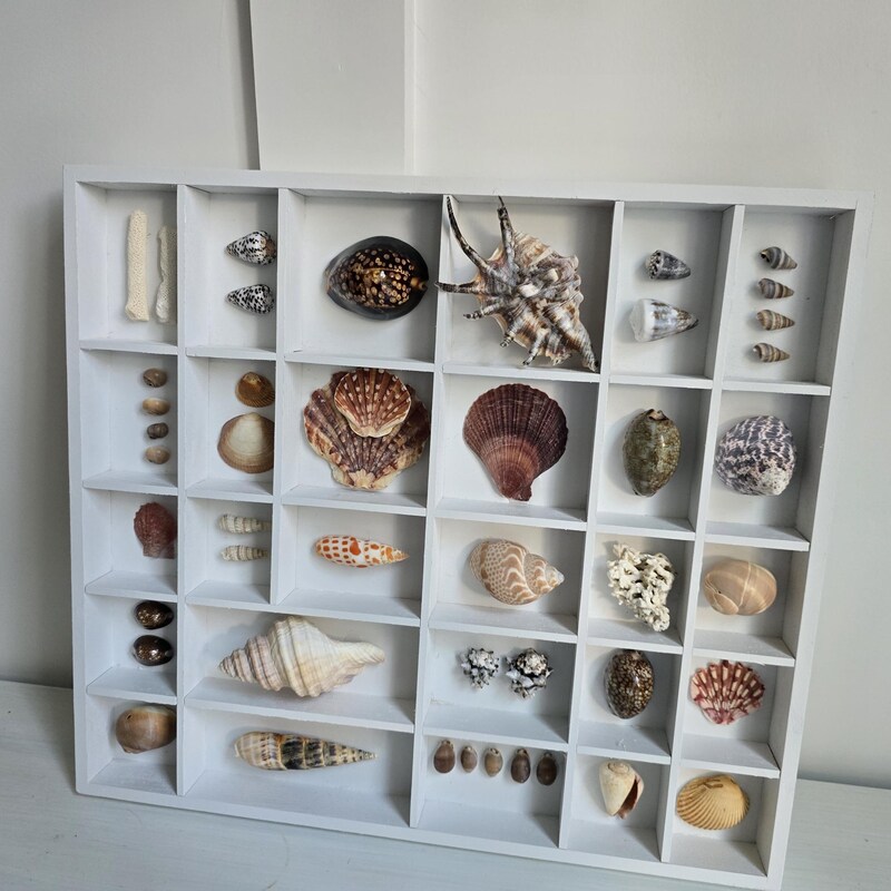 Seashell Shadow Box - Etsy