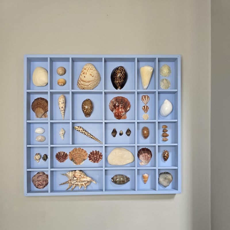 Seashell Shadow Box - Etsy
