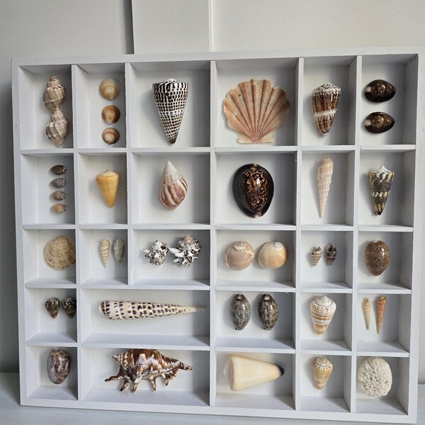 Seashell Display Box - Etsy