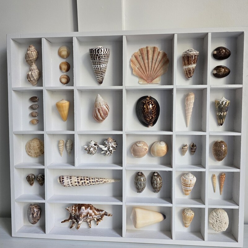 Seashell Display Box - Etsy