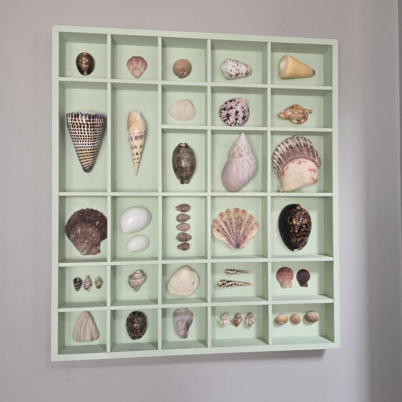 Sea Shell Display - Etsy