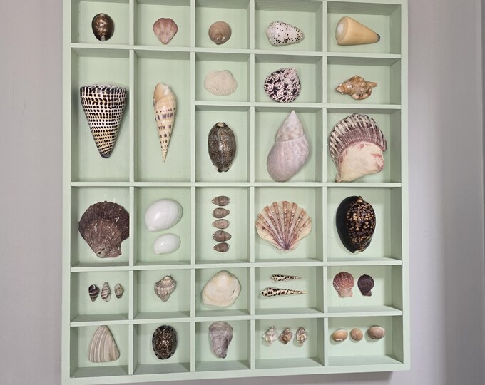 Seashell Shadow Box With Shells Included, Sea Foam Color, Wood Shelf ...