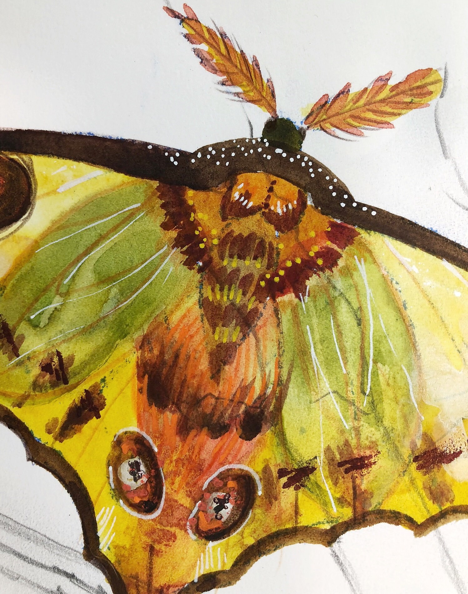 Golden Moon Moth Original Watercolor - Etsy