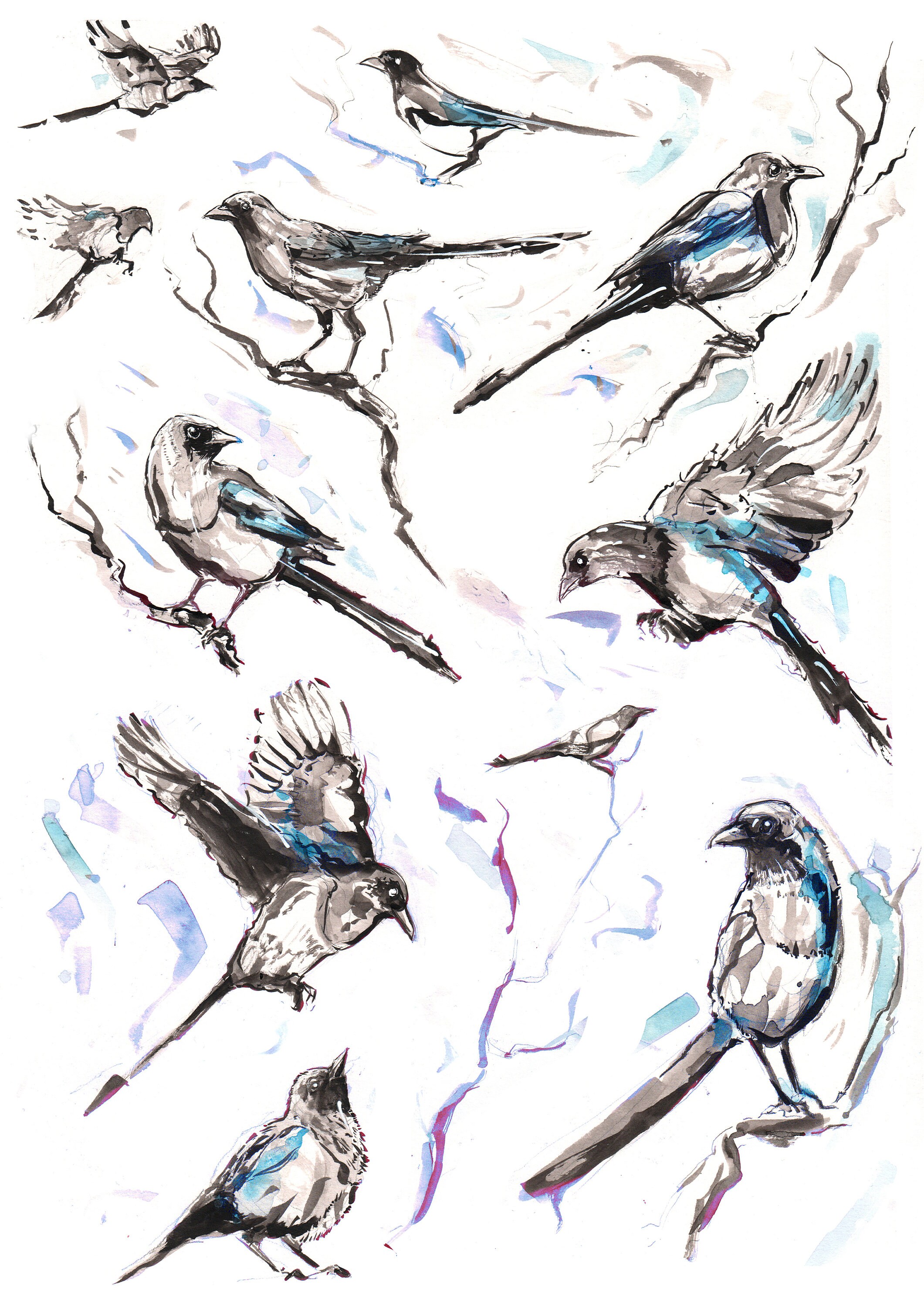 Magpie Print A4/A3, Bird Illustration, Nature Print, Wall Art, Water ...