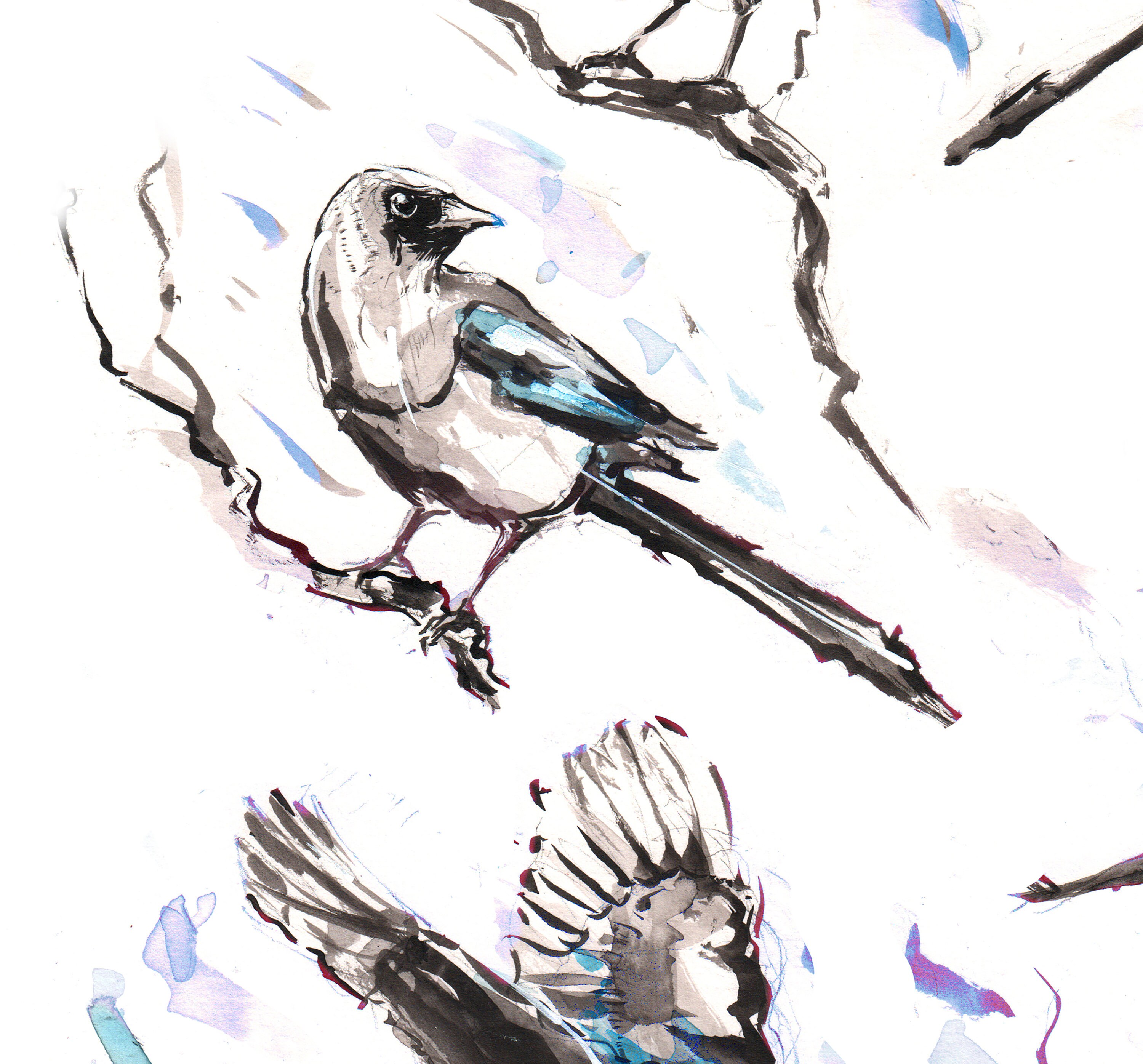 Magpie Print A4/A3 Bird Illustration Nature Print Wall Art - Etsy UK