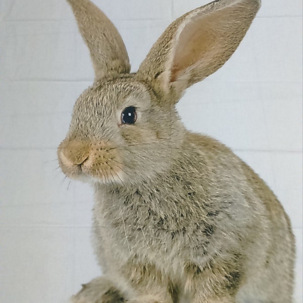 Scandinavian Rabbit Cotton Fabric - Etsy