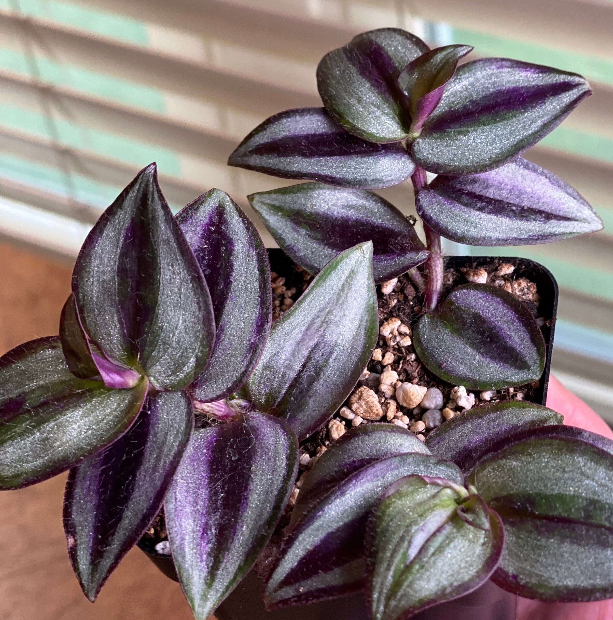 Tradescantia Zebrina 'violet Hill' Cuttings Inch Plant / Wandering Dude ...