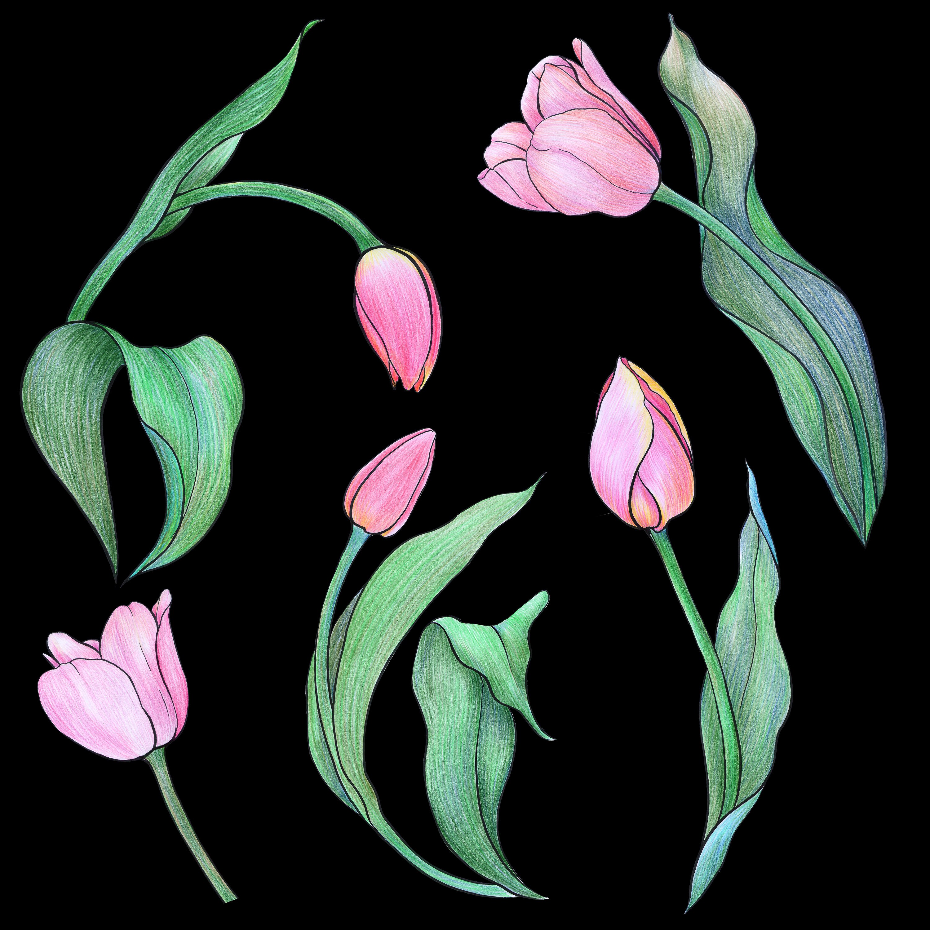 Digital Clipart Tulip Flowers PNG 300 Dpi Floral Art Digital Print - Etsy