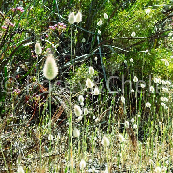 Bunny Tails Plant - Etsy