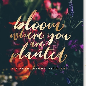 Bloom Where You Are Planted, PRINTABLE 1 Corinthians 7:20 Floral Bible ...