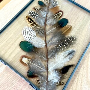 Framed Feathers in an 8"x10" Zinc or Brass Floating Frame, Feathers in ...