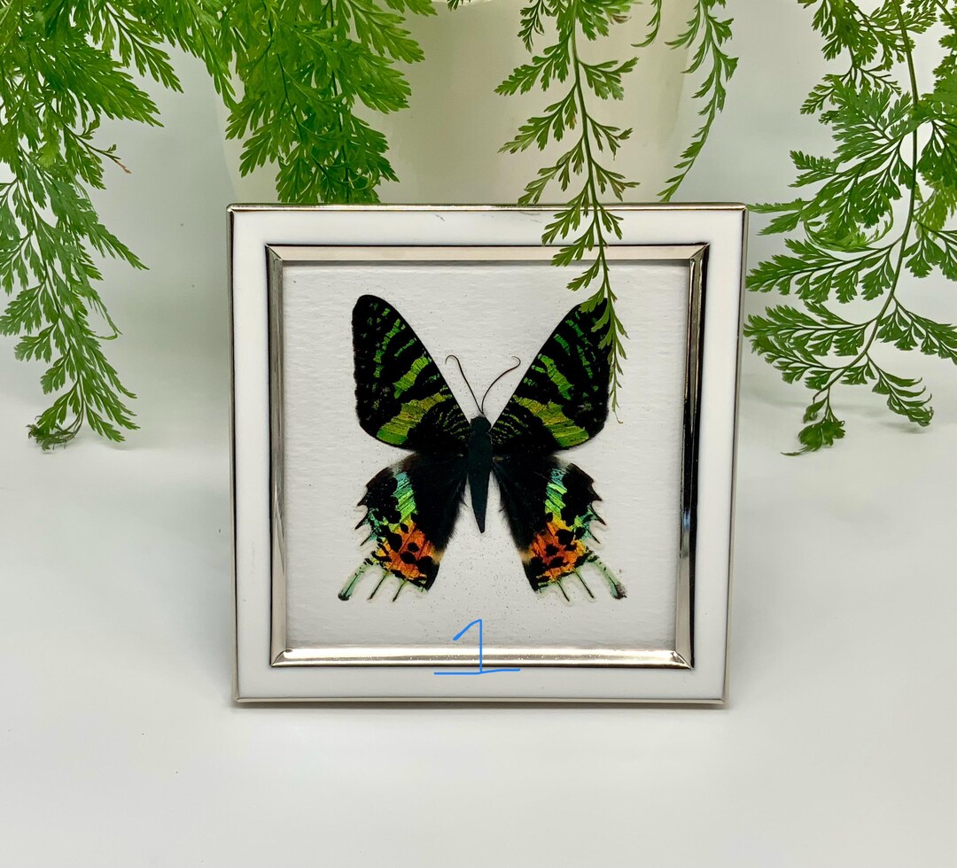Real Butterfly in an Enamel Frame Tabletop Butterfly Decor Framed Real ...