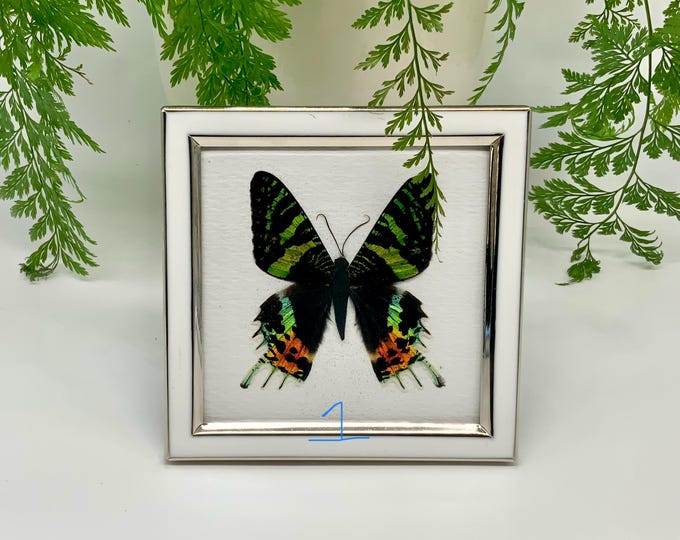 Real Butterfly in an Enamel Frame Tabletop Butterfly Decor Framed Real ...