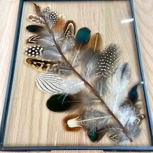 Framed Feathers in an 8"x10" Zinc or Brass Floating Frame, Feathers in ...