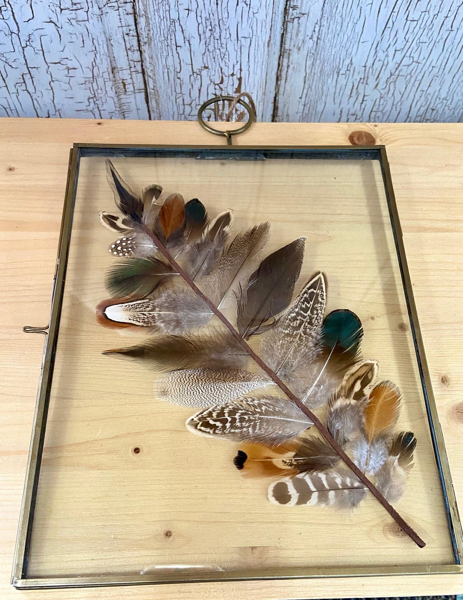 Framed Feathers in an 8"x10" Zinc or Brass Floating Frame, Feathers in ...