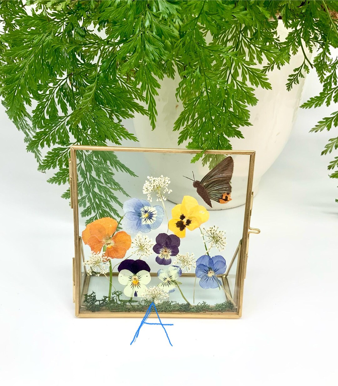 Pansy Butterfly Garden With Fern and Alyssum Framed Butterfly With ...