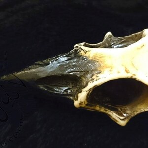 Large Crow Skull (90x45mm, 30mm Thick) - Etsy