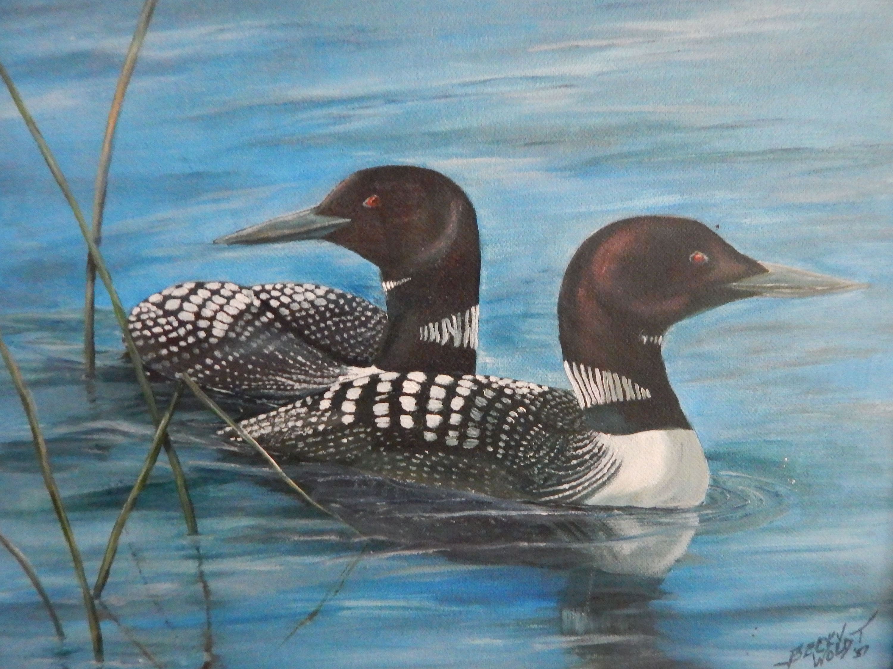 Original Oil Painting of a Pair of Loons Northern Lake Loon | Etsy
