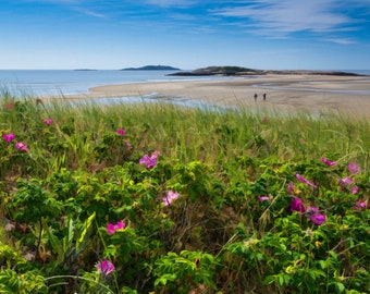 Maine Beach Roses - Etsy