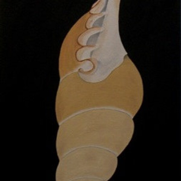 Tibia Shells - Etsy