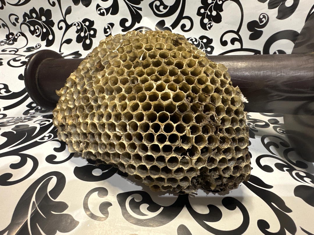 Large Paper Wasp Nest, Decor, Nature Finds - Etsy