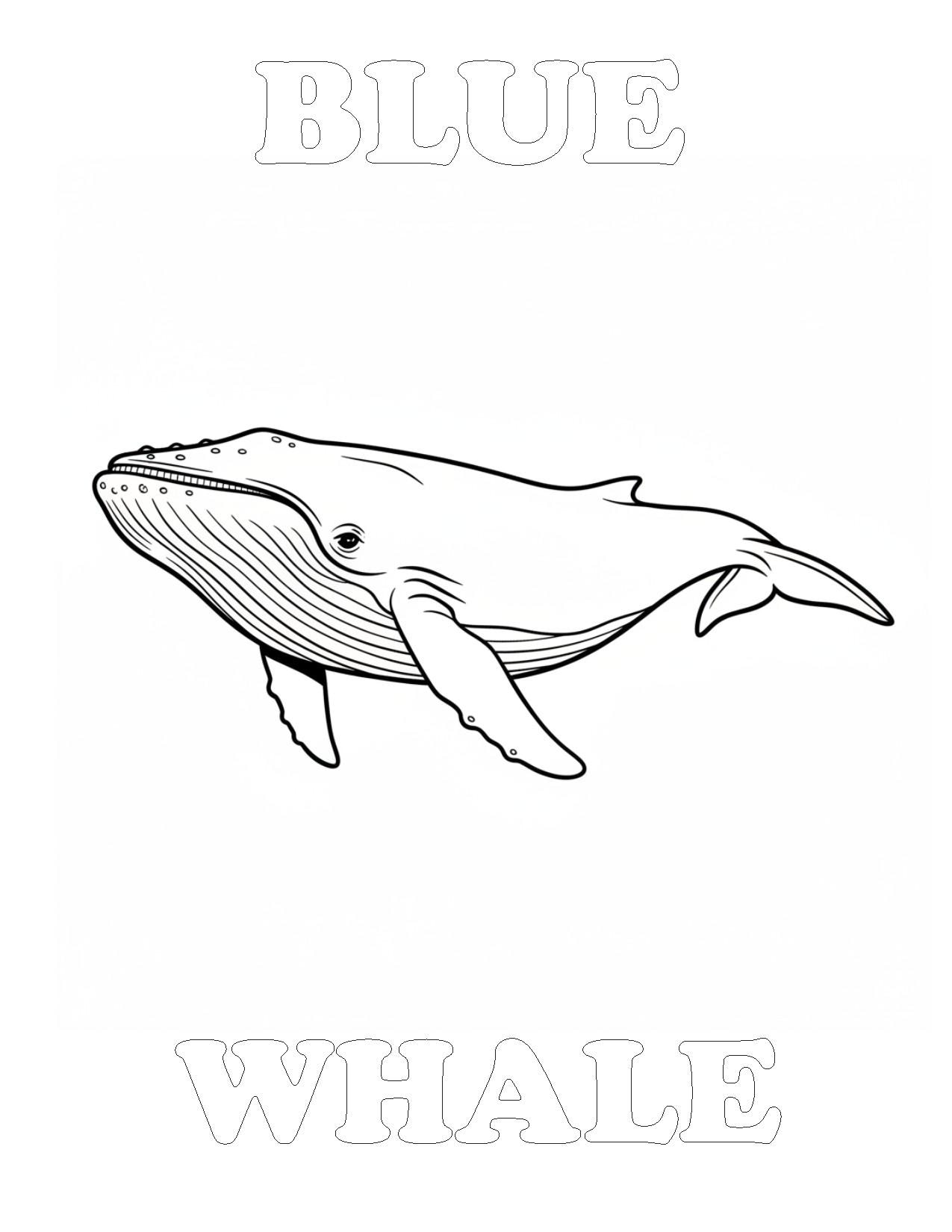 Blue Whale Coloring Page, Simple Ocean Animal (PDF or JPG Version) - Etsy