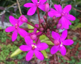 Epidendrum Succulent Like Orchid Fuschia Purple 3 Sprouts - Etsy