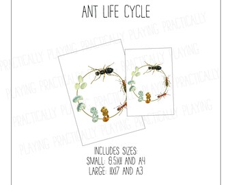 Life Cycle of Ant - Etsy