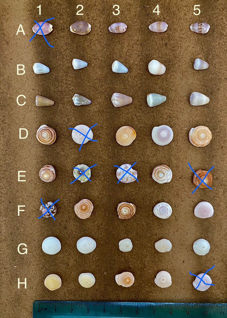 14k Gold Filled Hawaiian Shell Chain Ring Choose Your Own - Etsy