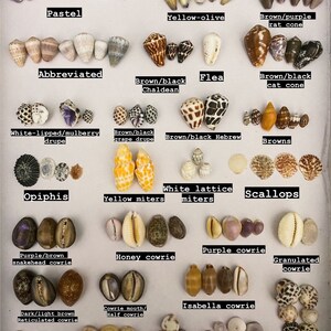 14k Gold Filled CHOOSE YOUR OWN Hawaiian Shell With Freshwater Pearl ...