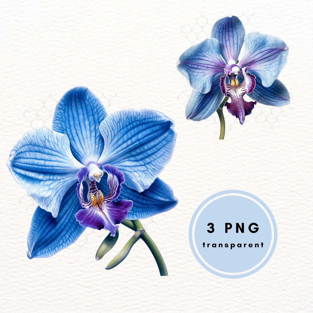 Blue Orchid Watercolor Clipart, Tropical Floral PNG Bundle (commercial ...