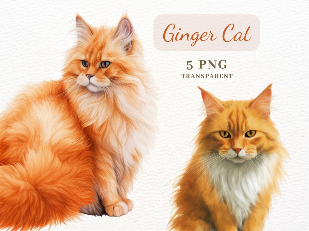 Ginger Cat Clipart, PNG Commercial Use Clip Art, PNG Clipart Bundle ...