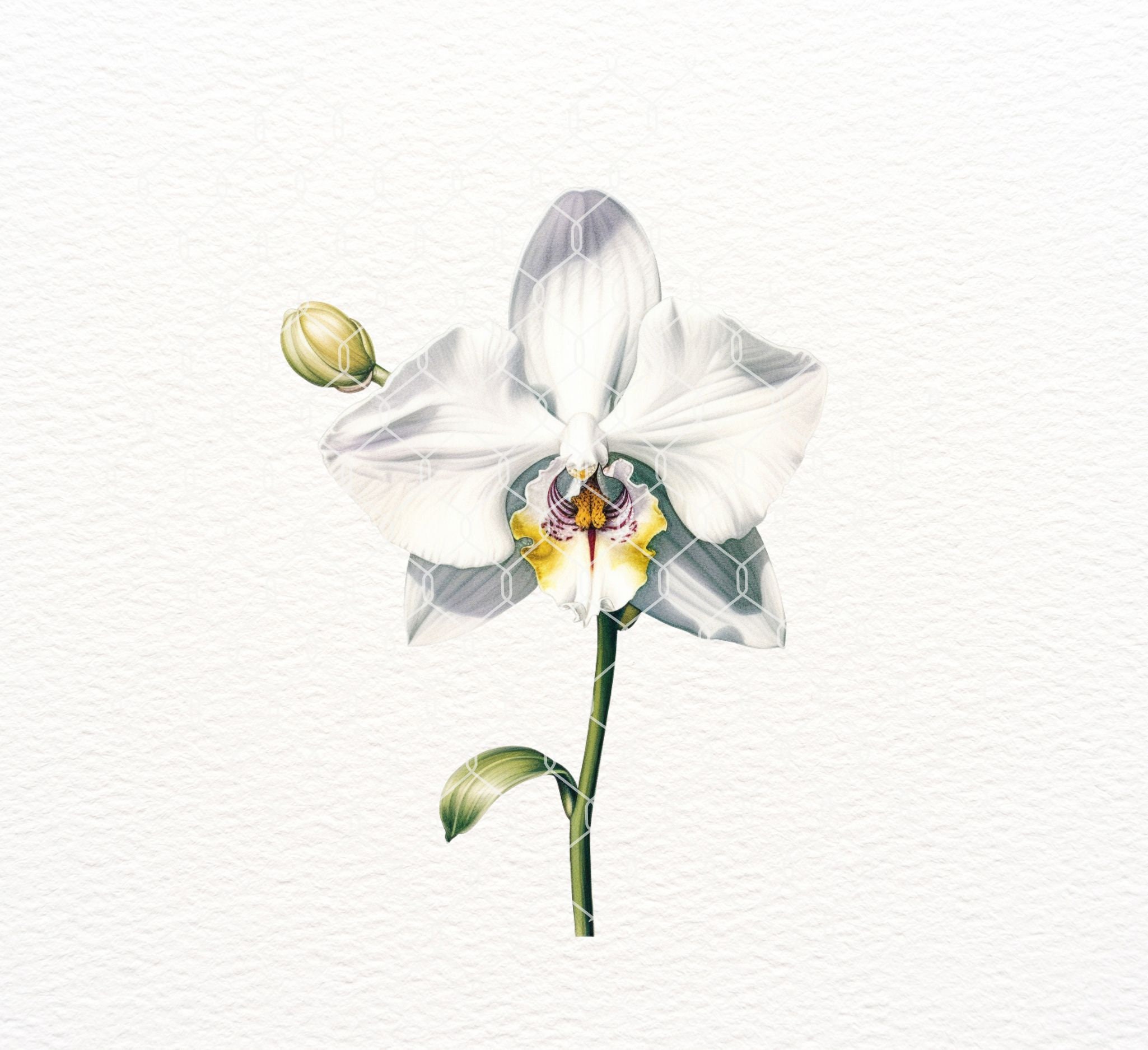 White Orchid Watercolor Clipart: Tropical Floral PNG Bundle (commercial ...