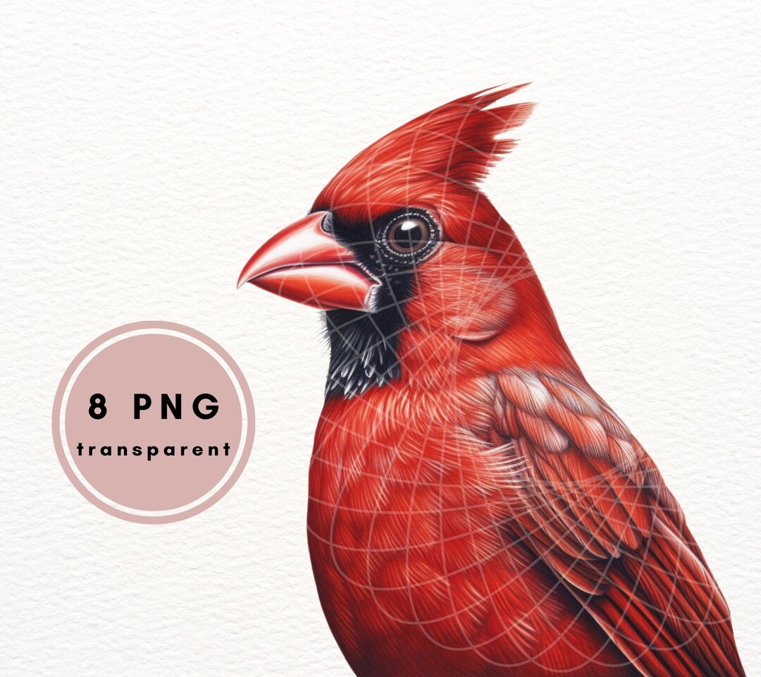 Red Cardinals PNG Bundle, 8 PNG Files, Watercolor Birds Clipart ...