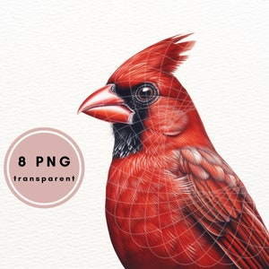 Red Cardinals PNG Bundle, 8 PNG Files, Watercolor Birds Clipart ...